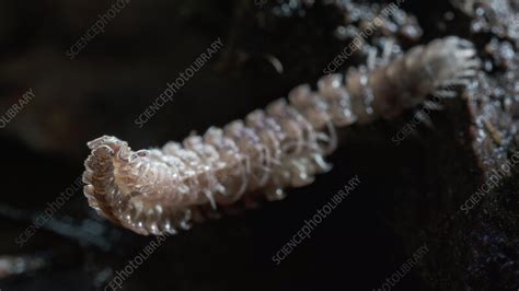 Millipedes Mating Stock Video Clip K011 3955 Science Photo Library