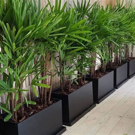Rectangle Fiber Indoor Planter At 177000 Inr In Gurugram Potistry