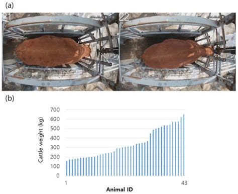Cattle Weight Estimation Using Fully And Weakly Supervised Segmentation