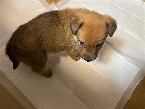 창원 2021 0212 시바혼종 윌리엄 책임분양 털빠짐없는브리티쉬숏헤어키우기 털빠짐없는스코티쉬폴드키우기 털빠짐없는러시안블루