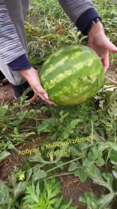 Арбуз Топган - YouTube