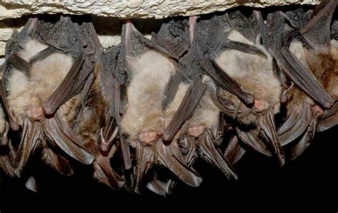 Free Picture Cluster Little Brown Bats Myotis Lucifugus