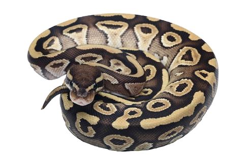 Premium Photo Ball Python Coiled On White Background
