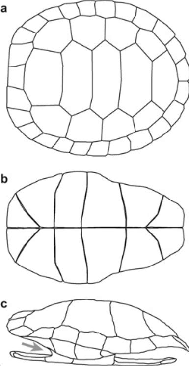 Turtle Shell Scales Diagram Quizlet