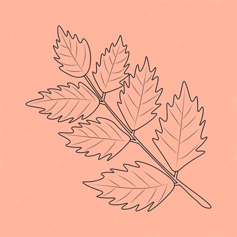 Premium Vector Set Of Hand Drawn Leaf Outlines Vector Illustration On