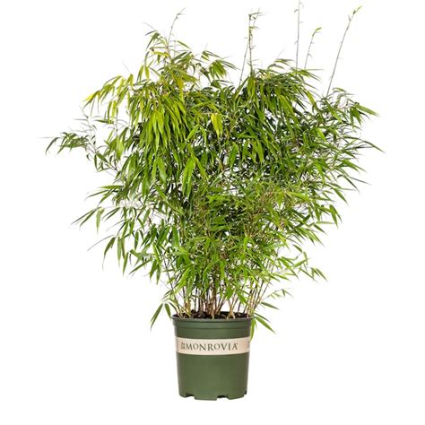 Monrovia Sunset Glow Clumping Bamboo In 173 Gal Pot In The Ornamental