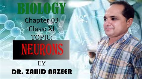 Neurons By Dr Zahid Nazeerlecture 32 Youtube