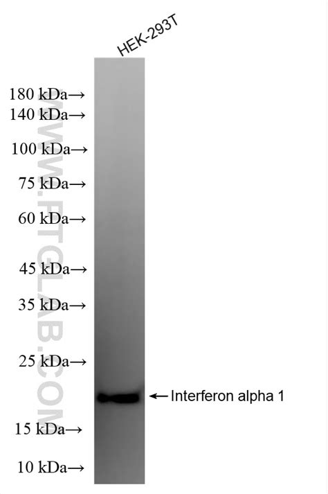Interferon Alpha 1ifna1 Antibody 83684 6 Rr Proteintech