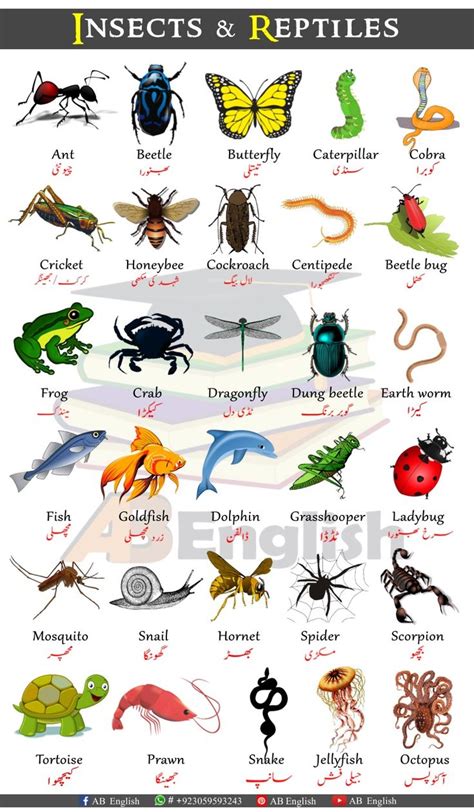 Insects And Reptiles Names In English