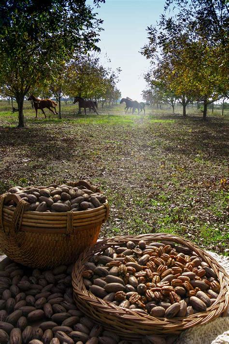 How Do Pecans Grow