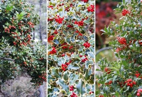 Different Types Of Holly Trees The Best Hollies For Your Yard Or