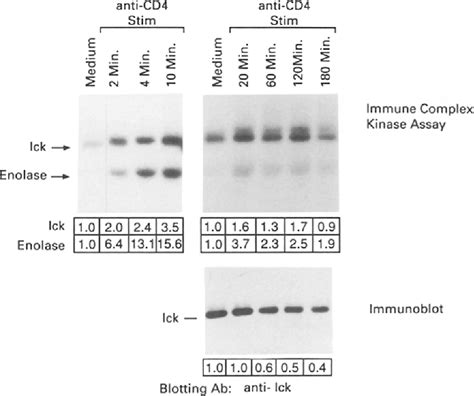 Figure 1 From Regulation Of T Cell Receptor Expression In Immature Cd4 Cd8 Thymocytes By P56lck