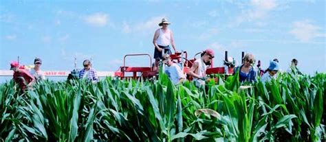 Timing Is The Key Corn Flowers And Hybrid Seeds Passel