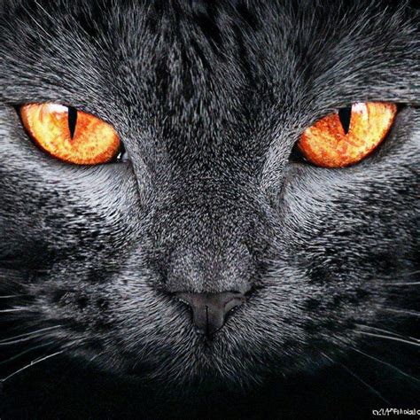 Red Cat Wallpapers 4k Hd Red Cat Backgrounds On Wallpaperbat