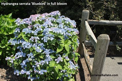Transplanting Hydrangeas Lorraine Ballato