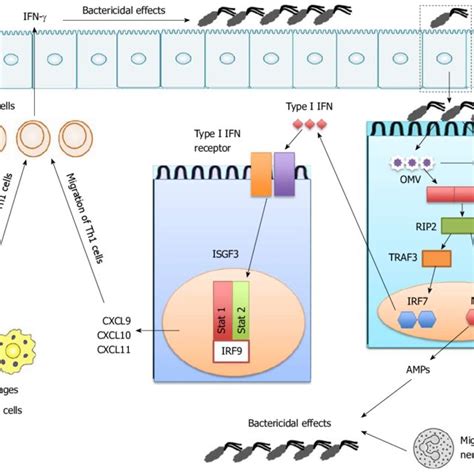 Nucleotide Binding Oligomerization Domain 1 Mediated Mucosal Host Download Scientific Diagram