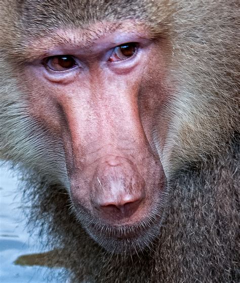 Baboon Pictures Baboon Close Up Of Face And Eyes
