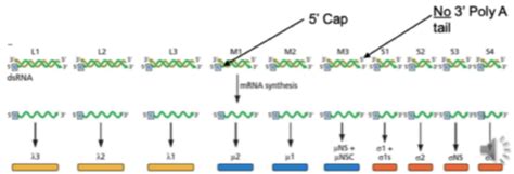 3 Reovirus Flashcards Quizlet