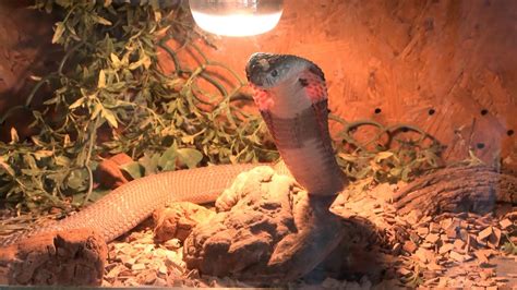 Част от най отровните змии в света са включени в изложба подредена в Хасково Youtube