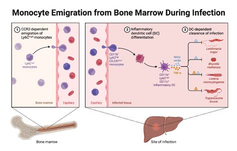 Monocyte Emigration From Bone Marrow During Infection Biorender Science Templates