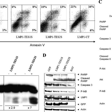 Expression Of Lmp1 Dominant Negative Forms In Latency Ii Ebv Download Scientific Diagram