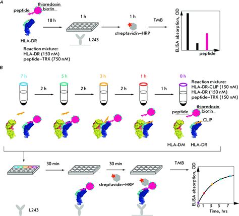 Schematic Representation Of Elisa For The Binding Of Hla Dr Peptides