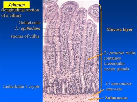Small Intestine Ii Jejunum And Ileum Dr Anna