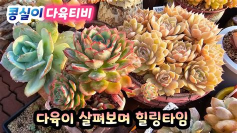 내 다육이 천천히 보며 힐링타임콩실이다육티비 Youtube