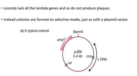 Lambda Cloning Vector PPTX