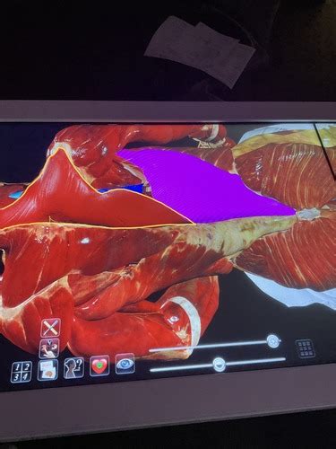 Week Lab Flashcards Quizlet