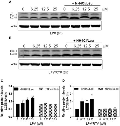 Effect Of Hiv Pis On Autophagy Flux In 3t3l1 Cells Non Differentiated