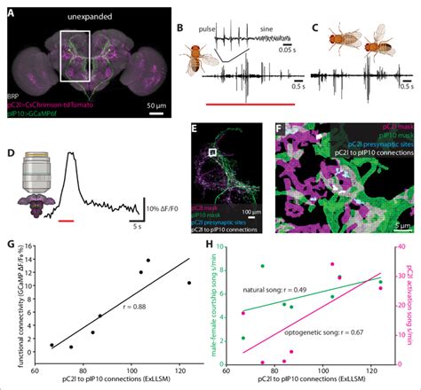 Correlating Individual Variability In Structural Connectivity
