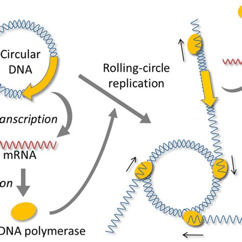 Schematic Representation Of The Transcription And Translation Coupled