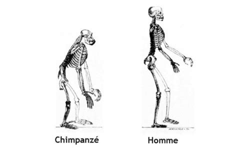 Classification Et évolution Des Hominidés La Fondation La Main à La Pâte