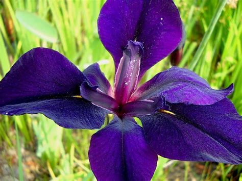 Aquatic Iris Pond And Water Gardening Aquatic Plants