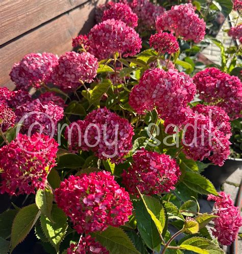 Гортензия древовидная “Ruby Annabelle” 🌸цветет!