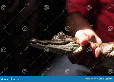 Man Hold A Young Caiman Around The Neck After Catching It In The Amazon River In The State Of