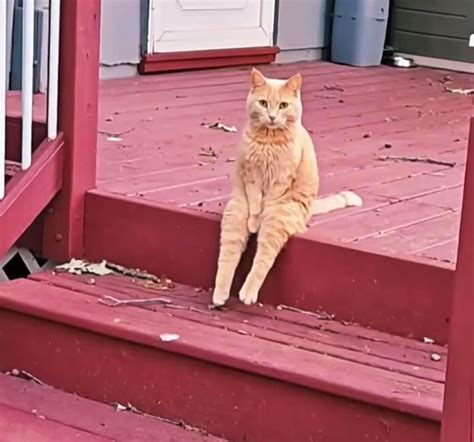 Dr Zohreh Majd Posted On Linkedin