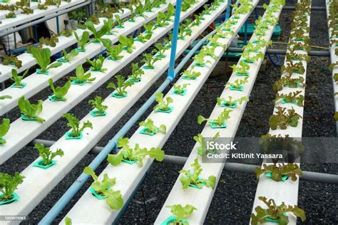 수경 재배 농장에서 많은 유기농 신선한 녹색 수경 채소 또는 토양없는 문화 야채 샐러드를 만드는 데 널리 사용됩니다 현대 농업 건강한 식생활에 대한 스톡 사진 및 기타