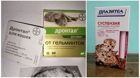 Фиприст для кошек: инструкция по применению, показания и ...
