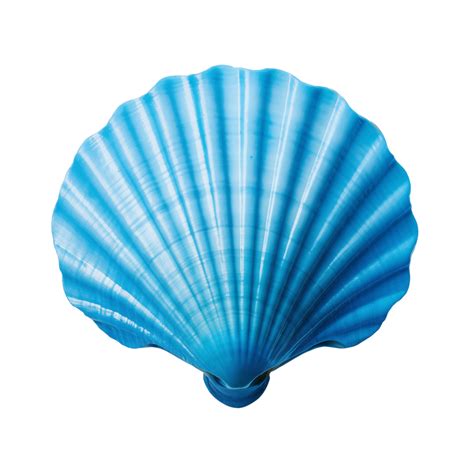 Seashell Png Clipart