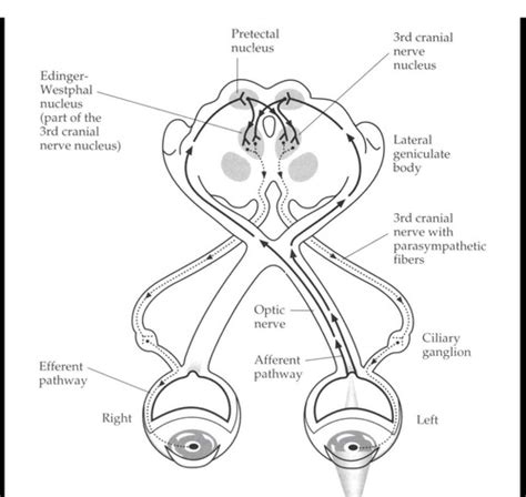 Neuro Ophthalmology Flashcards Quizlet