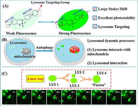 Visualization Of Lysosomal Dynamics During Autophagy By Fluorescent