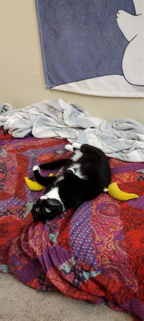 Catnip Banana Caught In The Murder Mittens Rtuxedocats