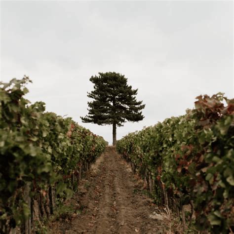 Wine Club Gambino Winery