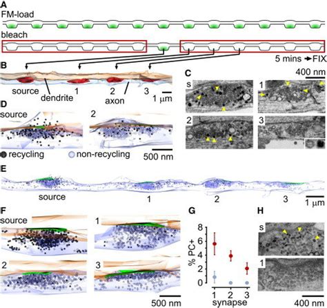 Ultrastructural Readout Of Functional Vesicle Sharing From A Target Synapse Download