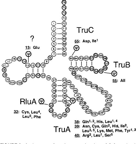 Figure 2 From Identification And Site Of Action Of The Remaining Four Putative Pseudouridine