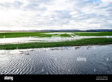 Dauerregen - Hochwasserschäden, überflutete Wintergetreideflächen im ...