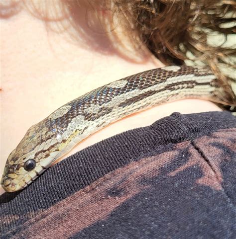 Legless Army Green Tree Python VS Emerald Tree Boa