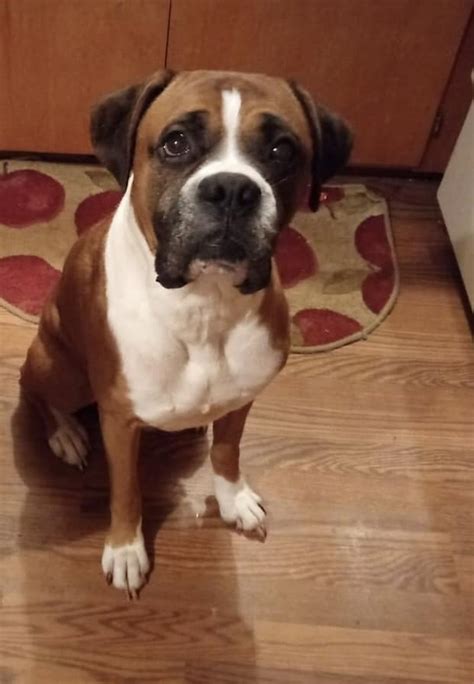 We Are Heartbroken To Have Lossed Dora And Billys Boxers Facebook